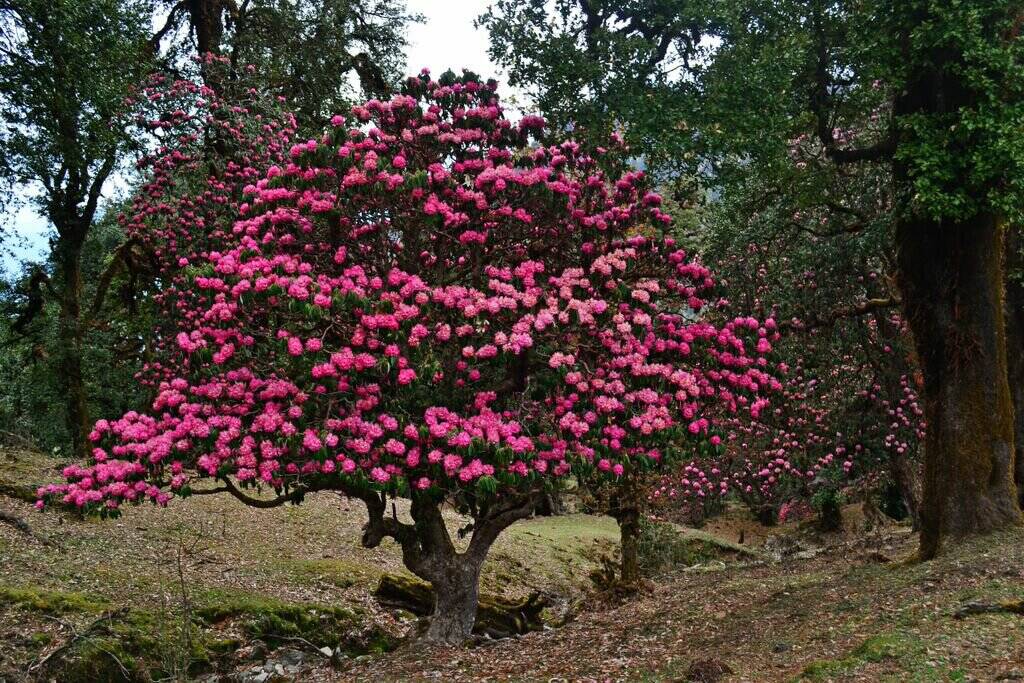 Top 5 Rhododendron Treks in the Indian Himalayas