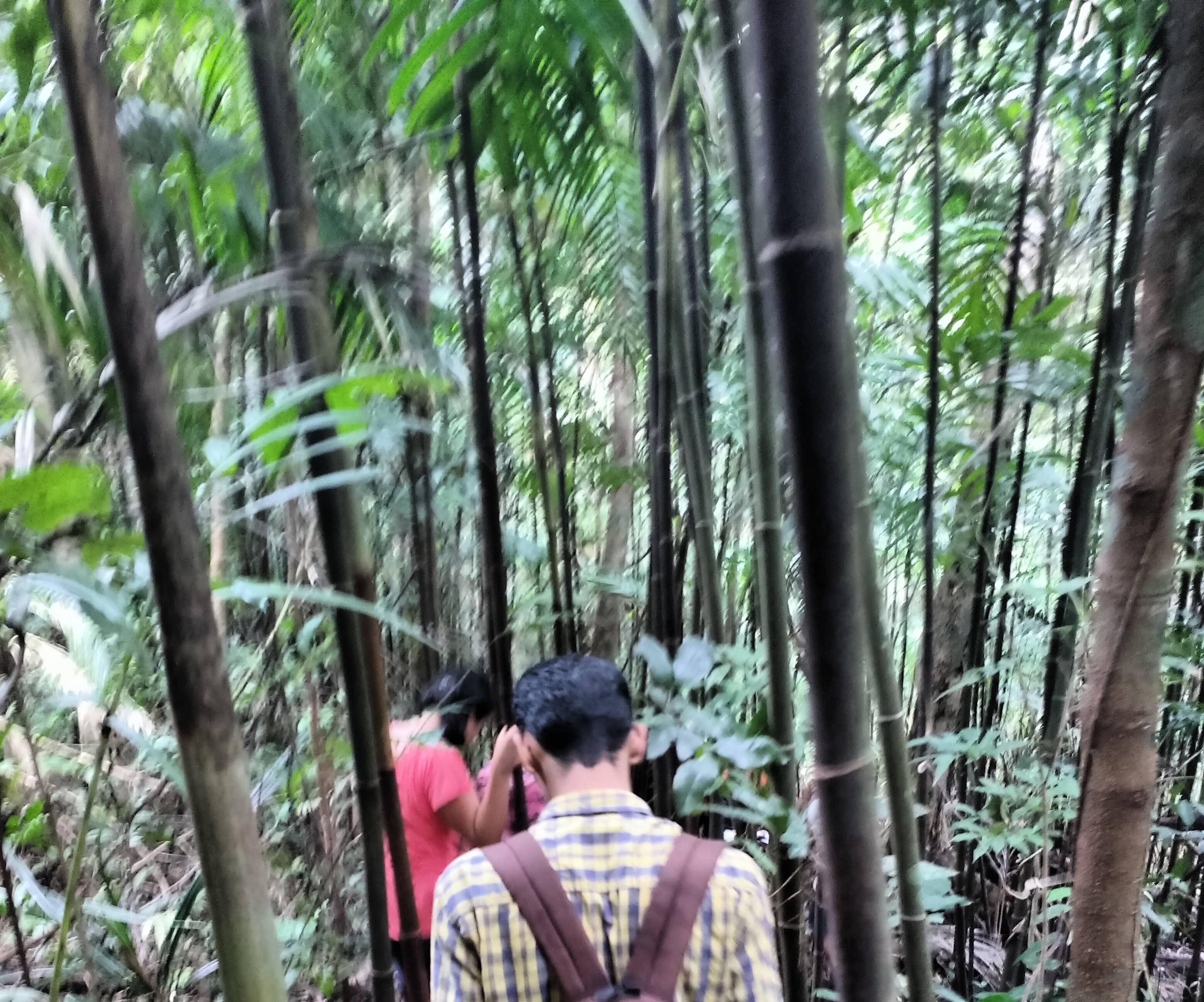 Narasimha Parvatha Trek - Trek to the highest peak in Agumbe