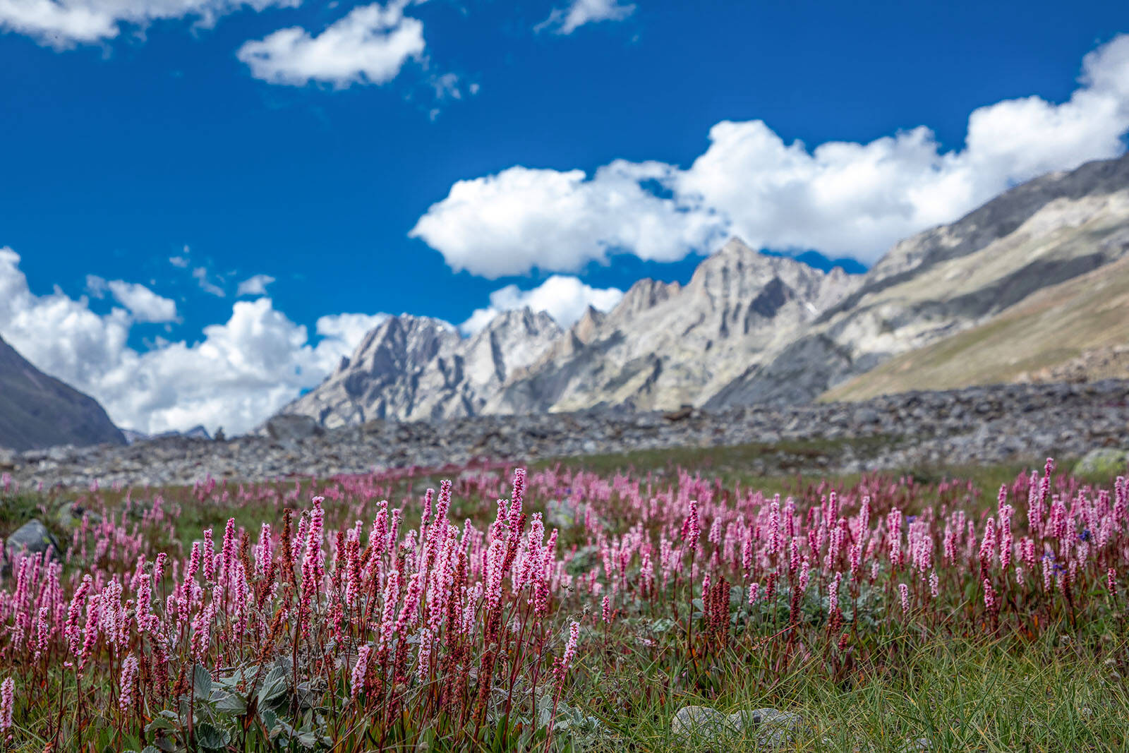 Miyar Valley 2024 - The Trek that takes you to the Heart of Lahaul ...