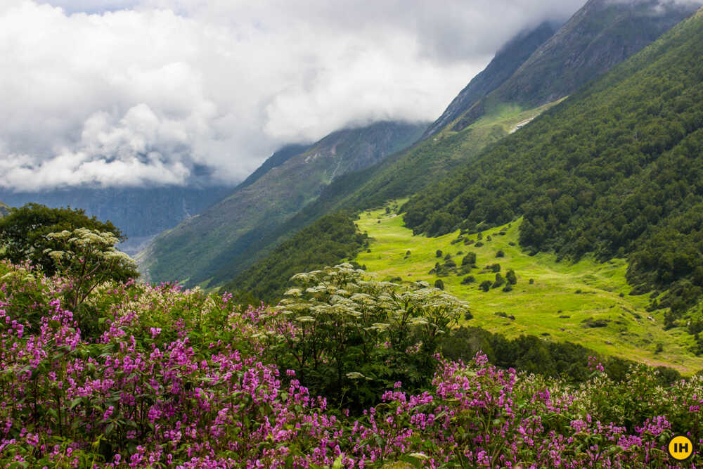 Flowers start blooming abundantly from mid-July onwards, plus the ...