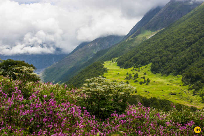 Flowers start blooming abundantly from mid-July onwards, plus the ...