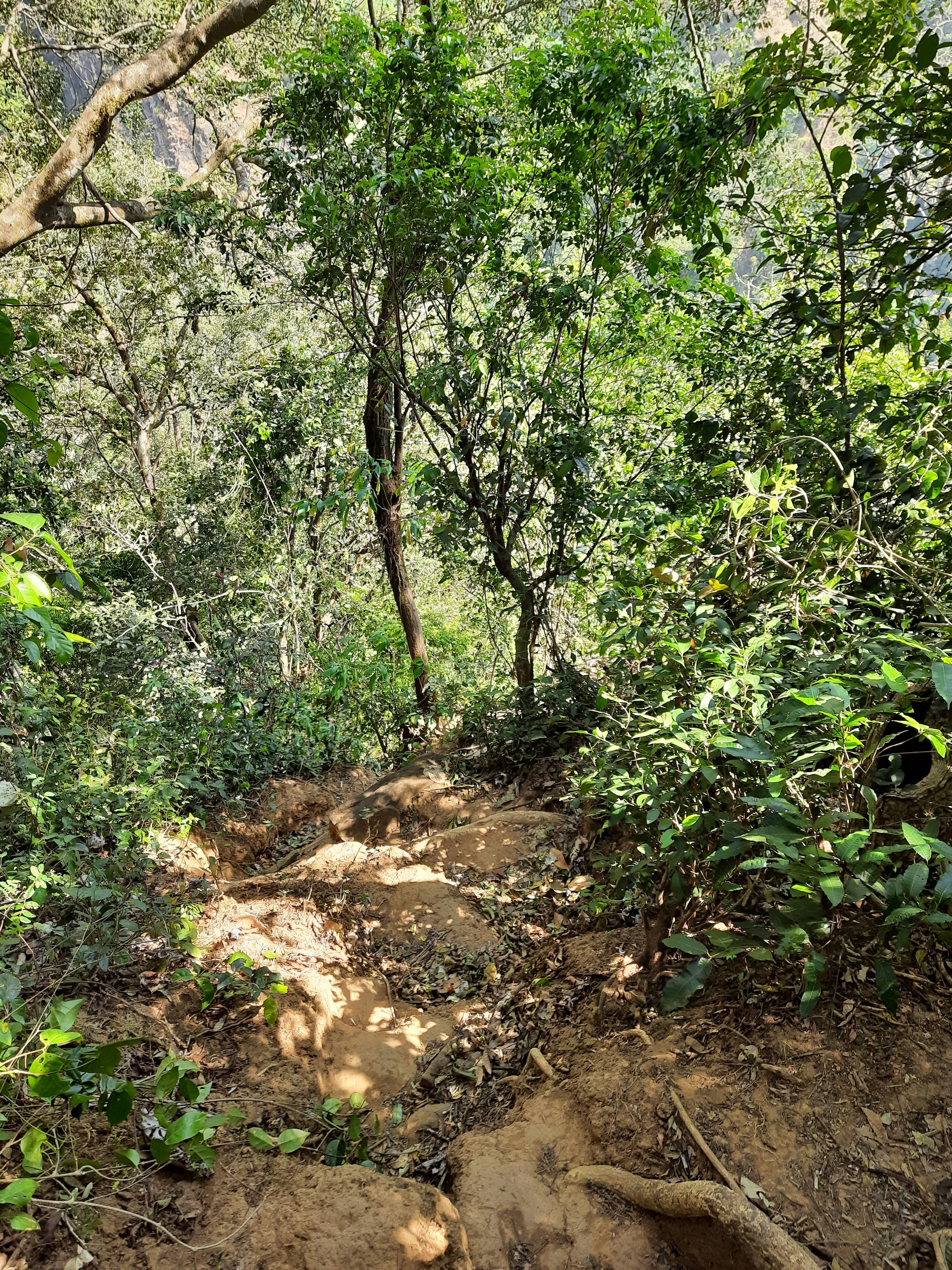 Dabbe Falls Trek - Trek to a Hidden Waterfall near Jog Falls