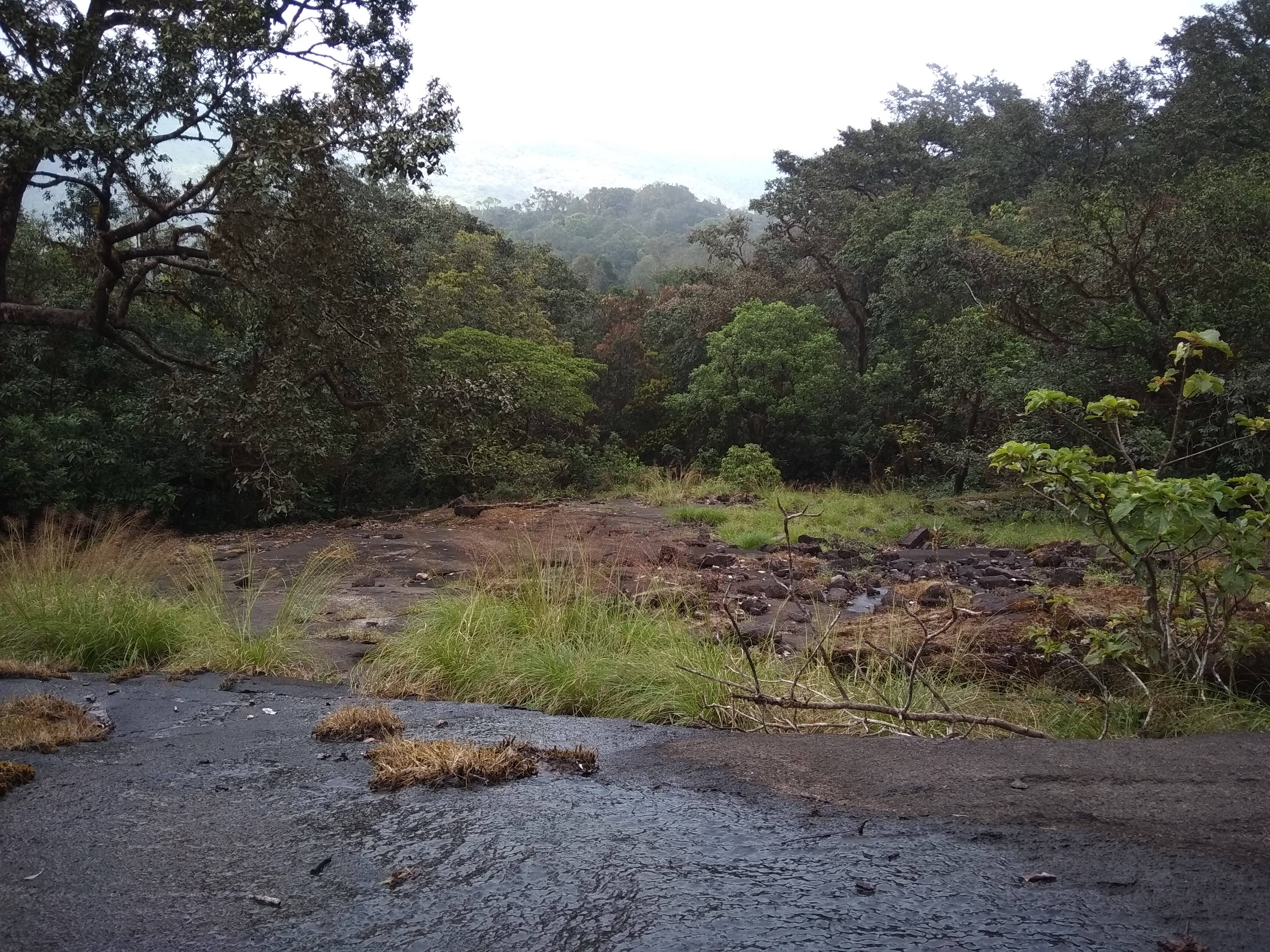Narasimha Parvatha Trek - Trek to the highest peak in Agumbe
