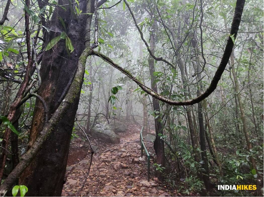 Ranipuram Trek - Trek to the highest peak in Kasaragod