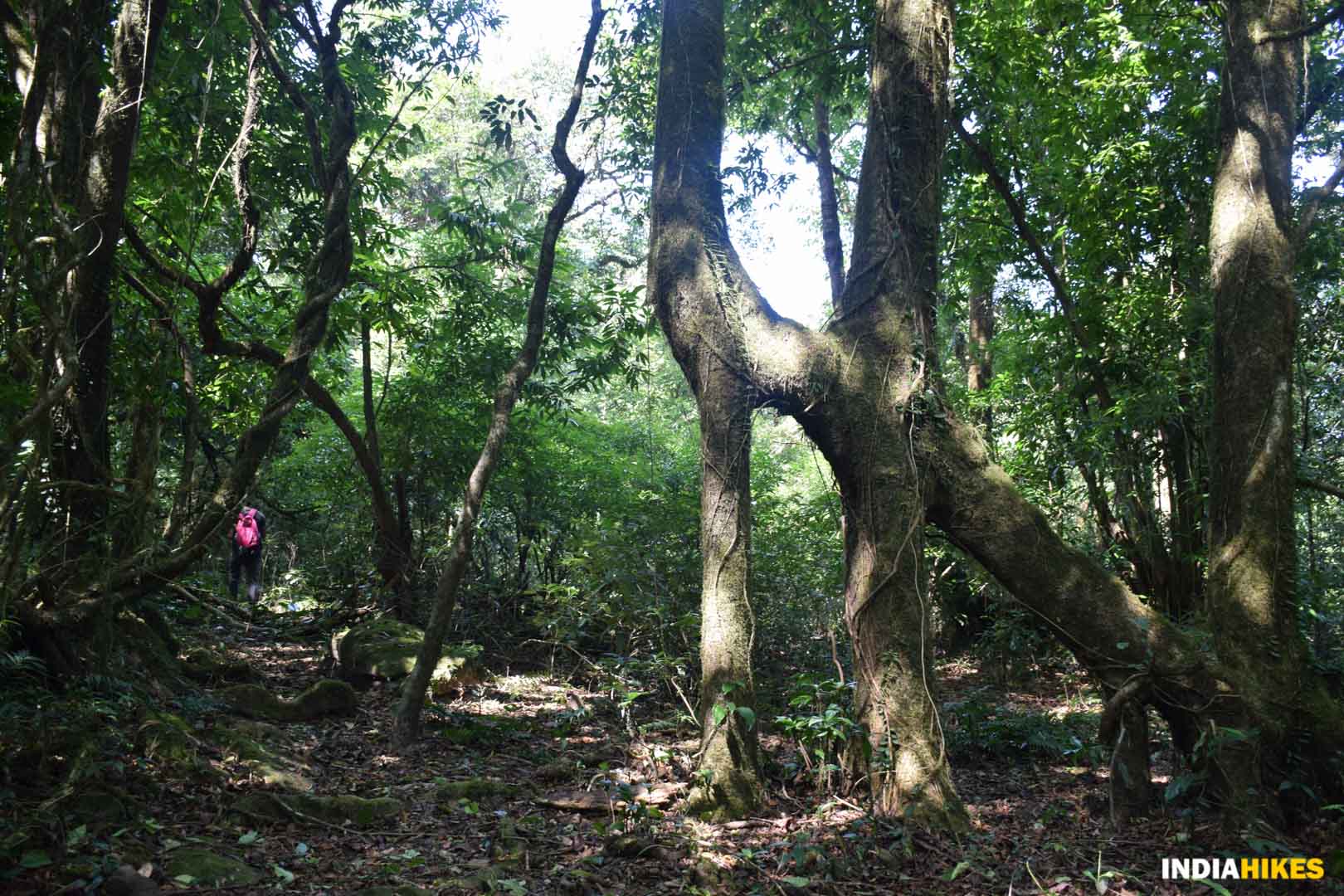 Nokrek National Park - Trek to the Hidden Gems of East Garo Hills