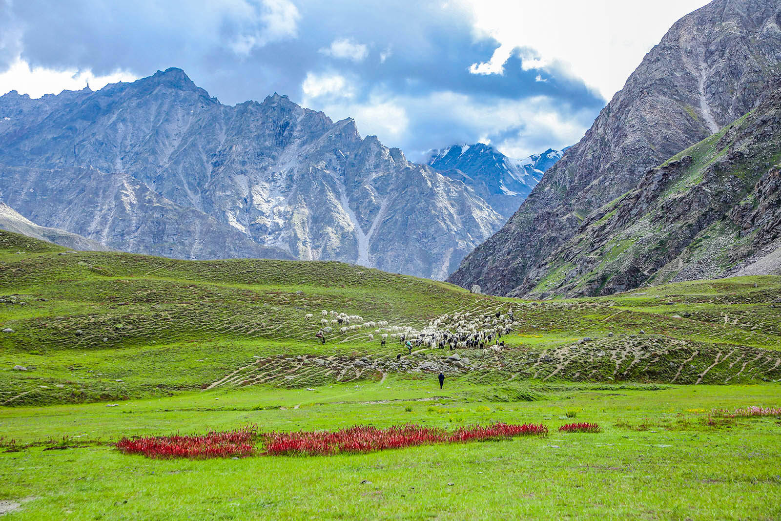 Miyar Valley 2024 - The Trek that takes you to the Heart of Lahaul ...