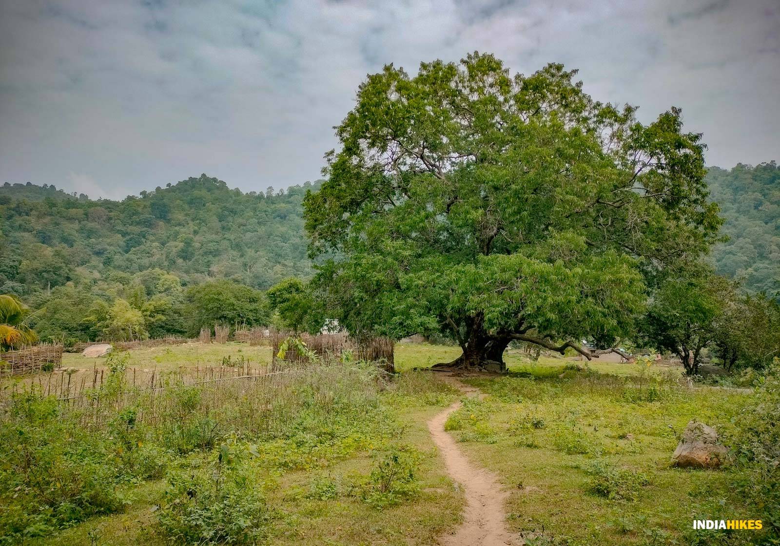 Vellore Amirthi Forest Trek 2024 - Treks In Tamil Nadu - Indiahikes