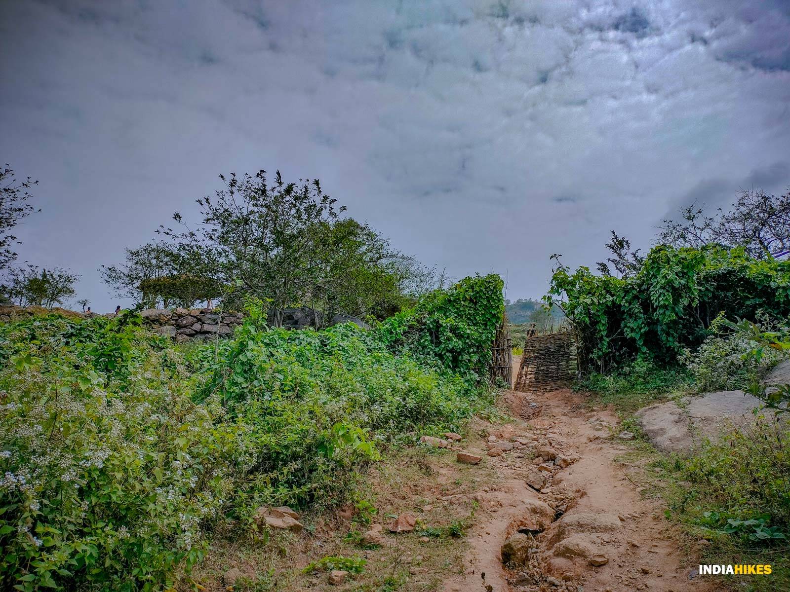 Vellore Amirthi Forest Trek 2024 - Treks In Tamil Nadu - Indiahikes