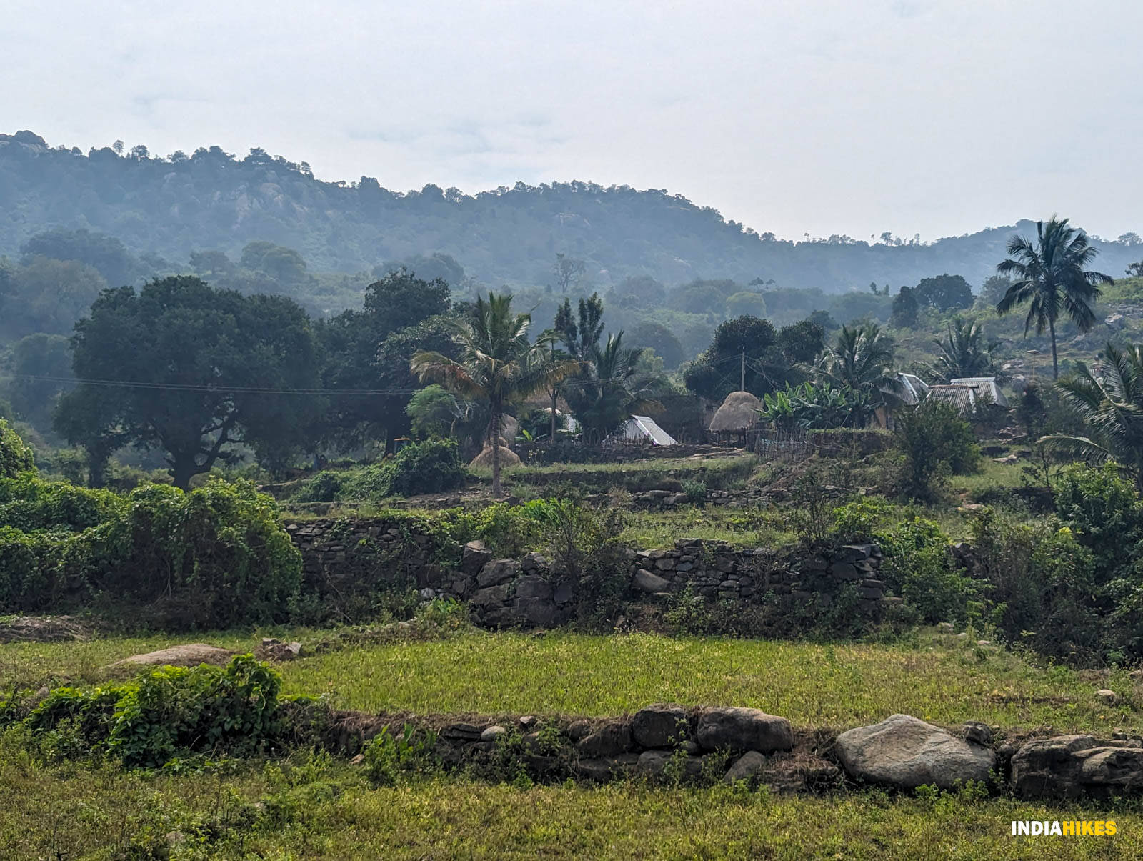 Vellore Amirthi Forest Trek 2024 - Treks In Tamil Nadu - Indiahikes