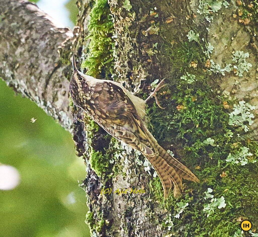 What Birds You See On The Deoriatal - Chandrashila Trek
