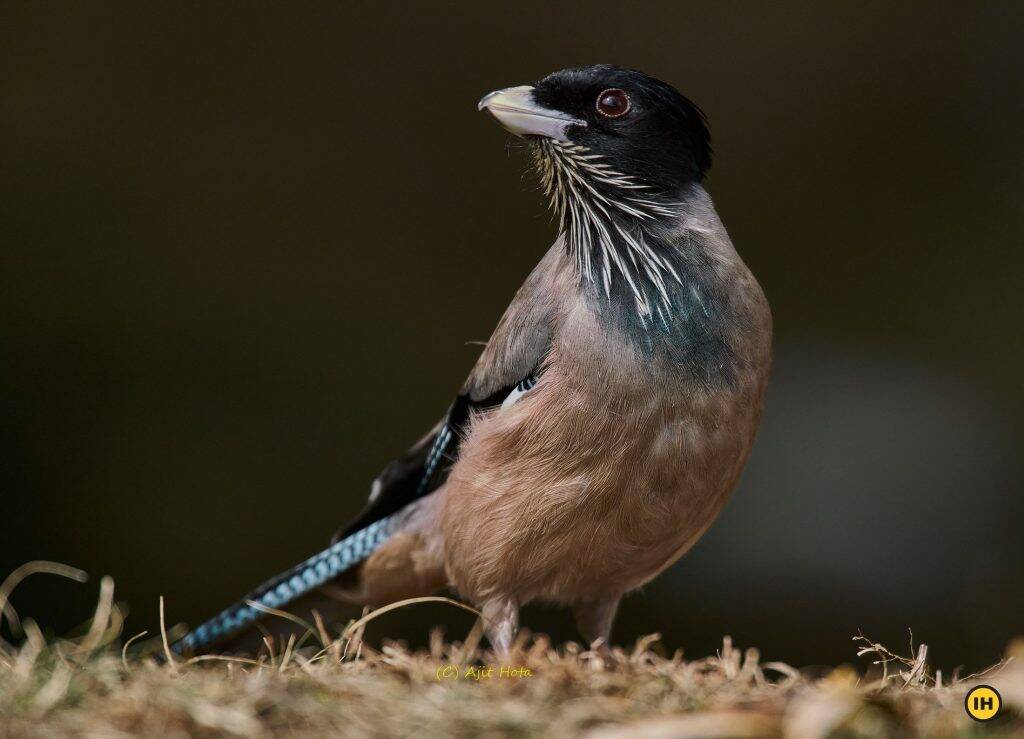What Birds You See On The Deoriatal - Chandrashila Trek