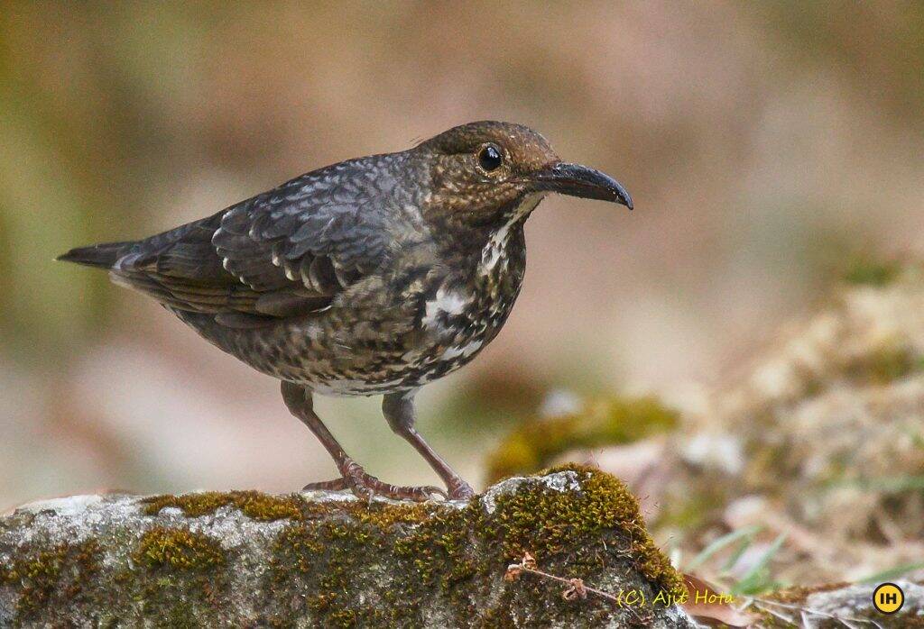 What Birds You See On The Deoriatal - Chandrashila Trek