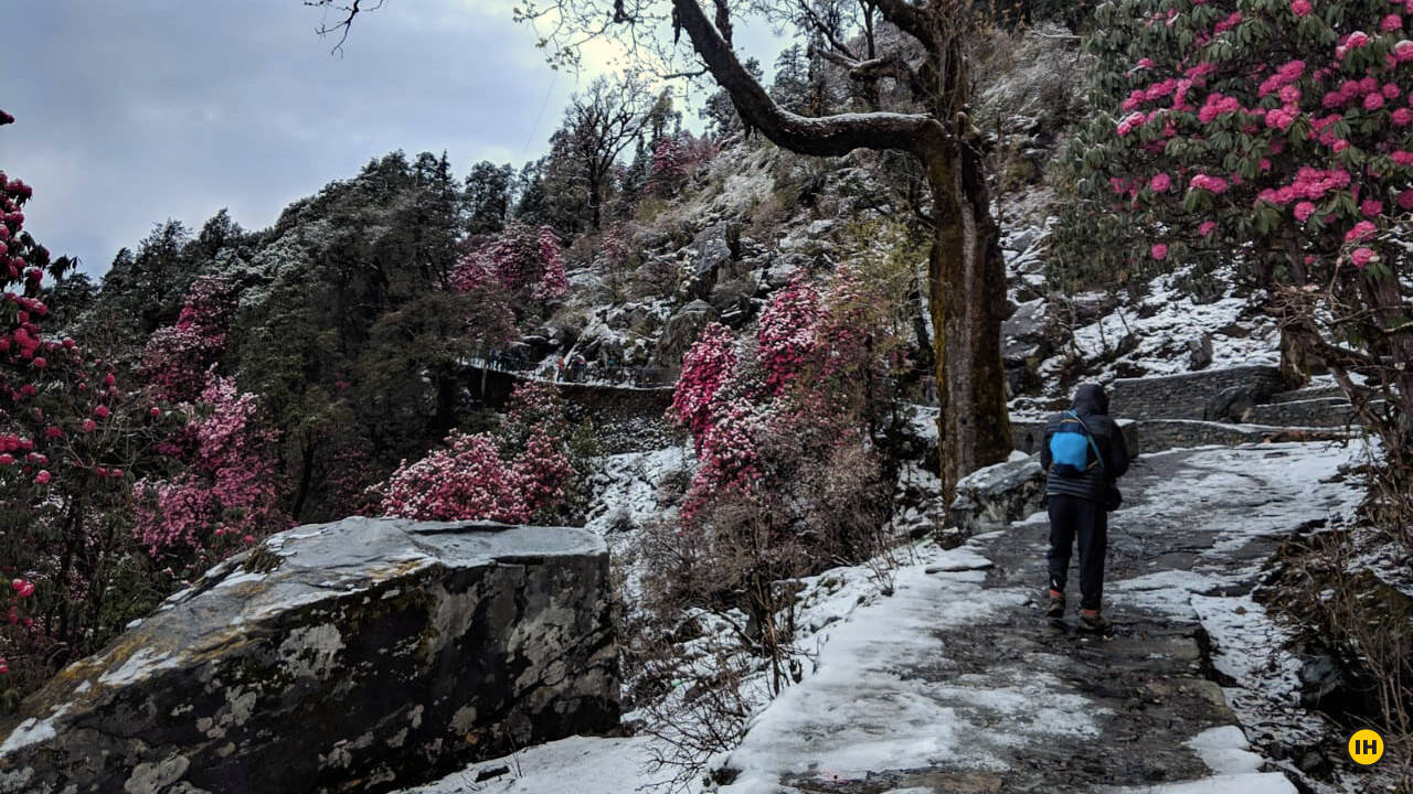 Deoriatal Chandrashila Trek: Stunning Rhododendrons from March to April