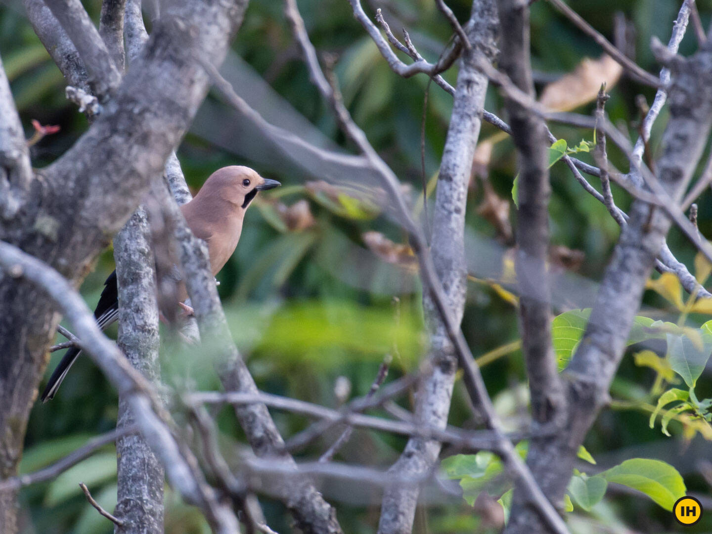 Birds Spotted on the Dayara Bugyal Trek