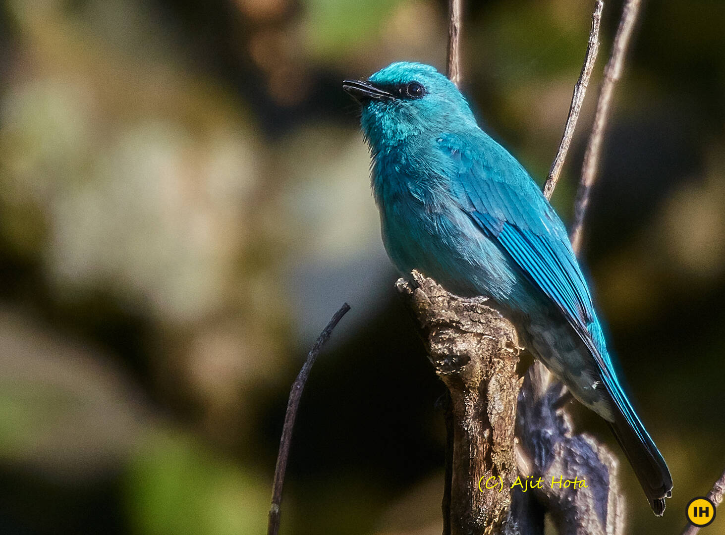Best Himalayan Treks for Bird Watching (With Top 12 Birds to Watch Out For)