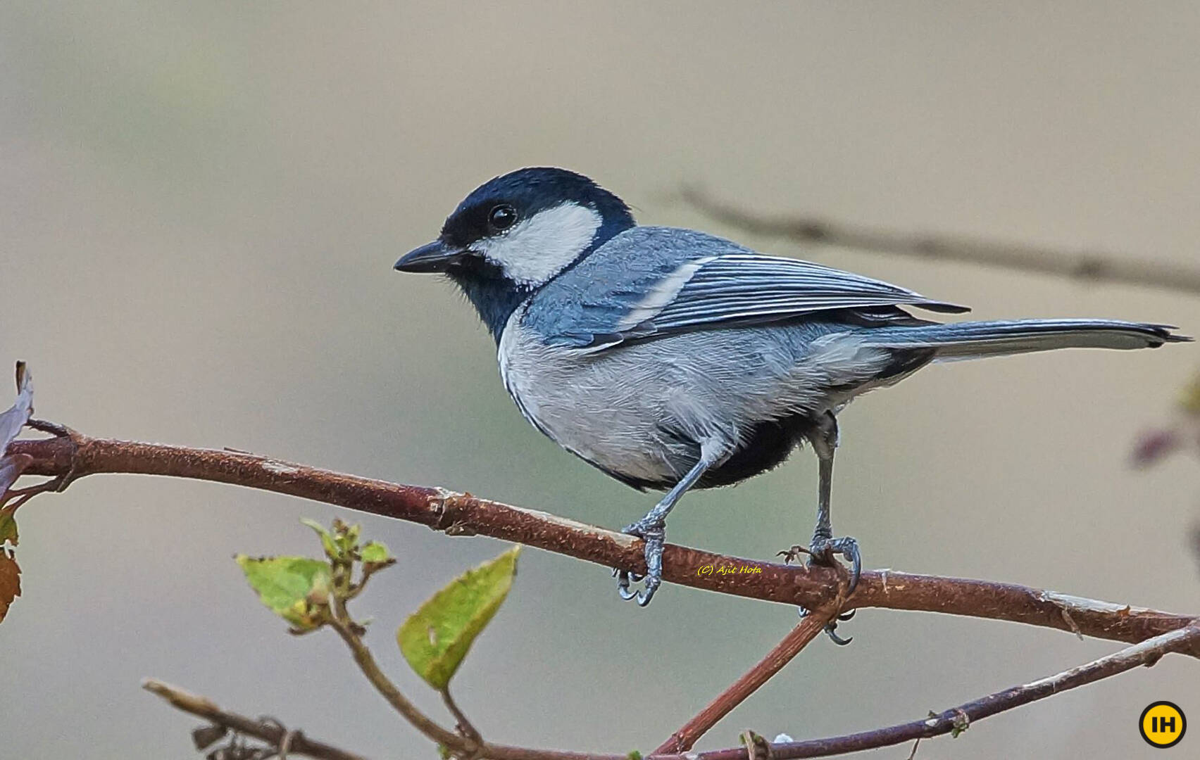 Best Himalayan Treks for Bird Watching (With Top 12 Birds to Watch Out For)