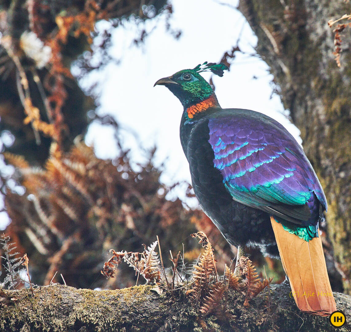 Best Himalayan Treks for Bird Watching (With Top 12 Birds to Watch Out For)