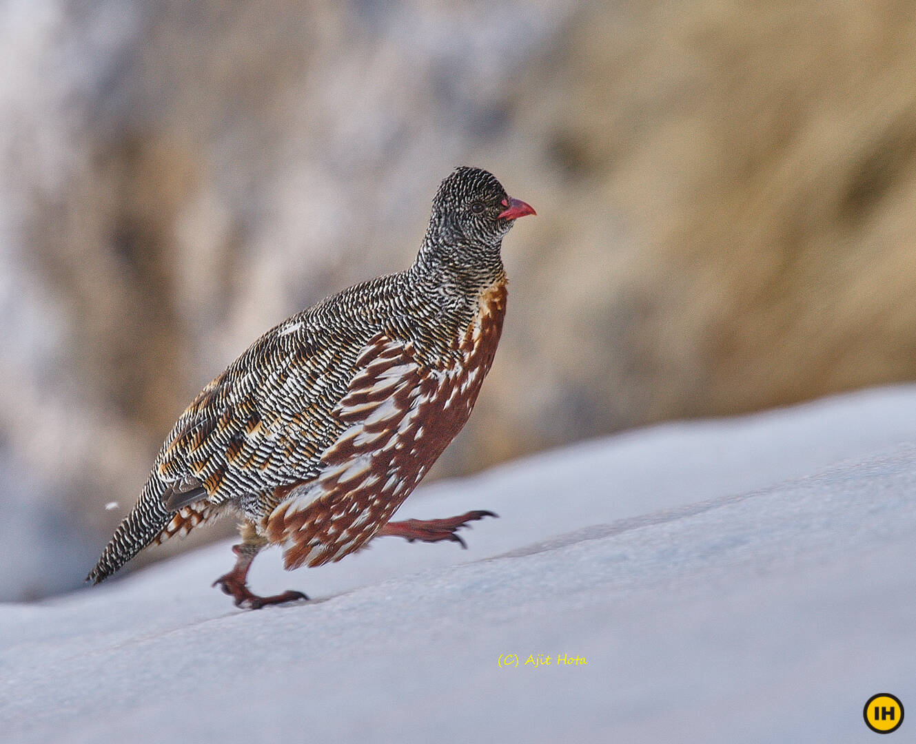 5 Mesmerising Campsites For Stargazing In The Himalayas