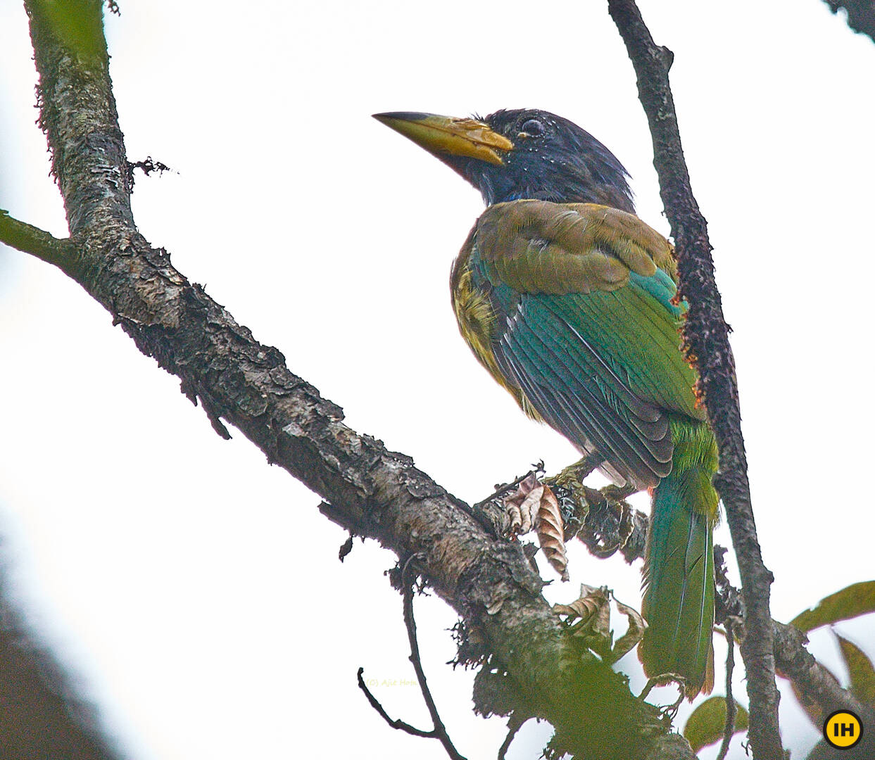 Best Himalayan Treks for Bird Watching (With Top 12 Birds to Watch Out For)