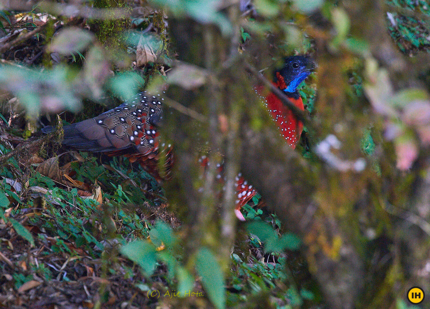 Best Himalayan Treks for Bird Watching (With Top 12 Birds to Watch Out For)