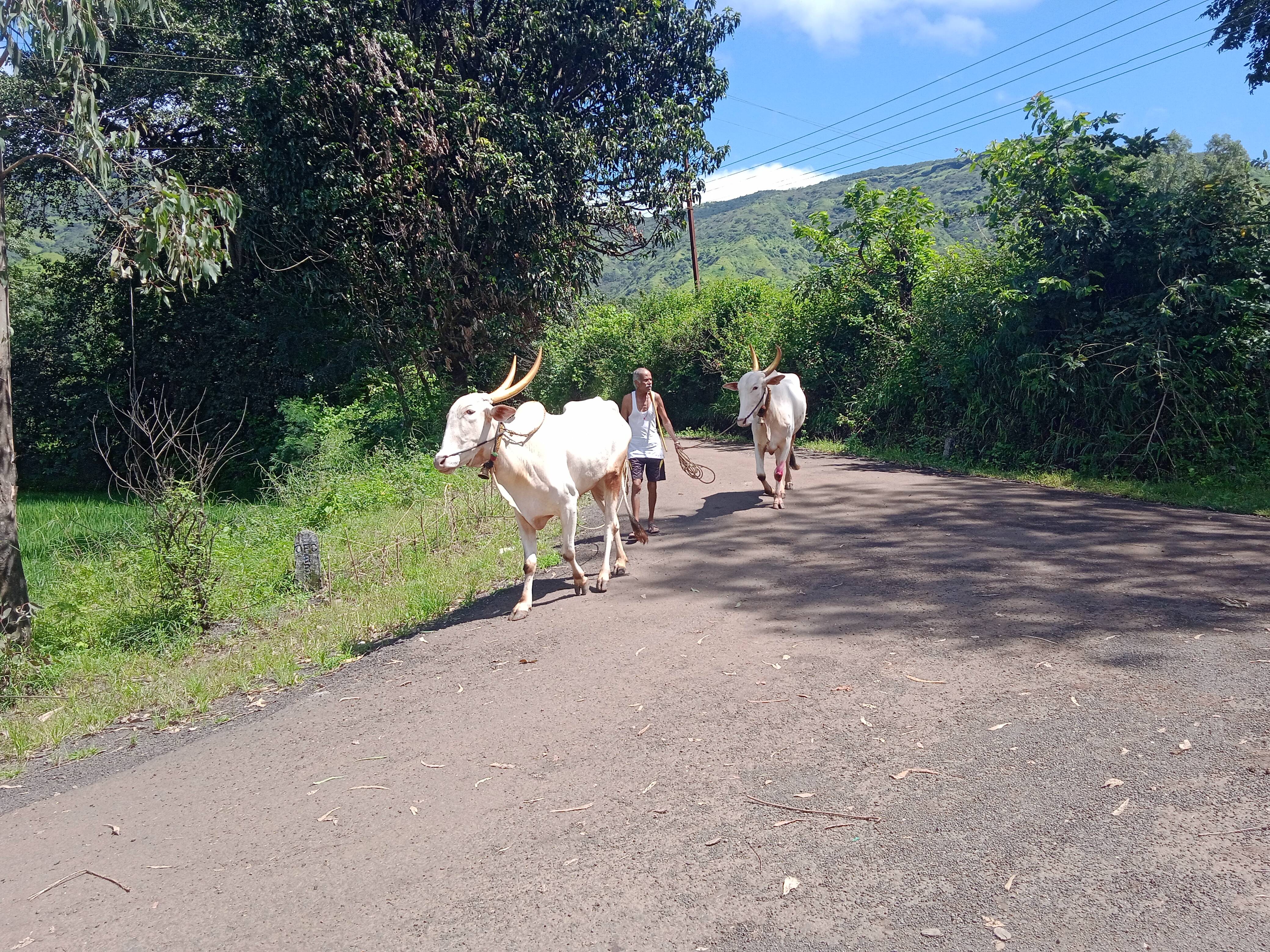 Kamalgad Trek - Off-beat Fort Trek near Pune