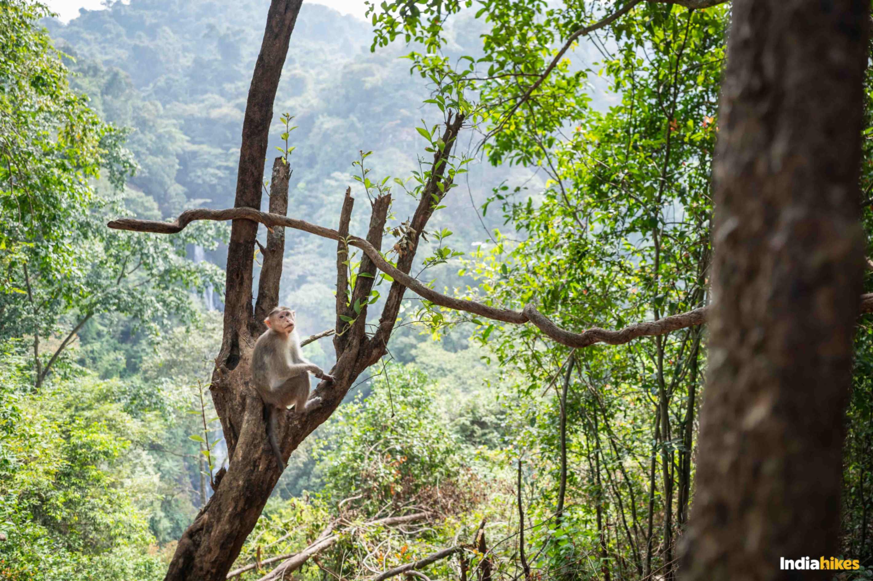 Goa Netravali Forest Trek 2025 - Treks In Goa - Indiahikes