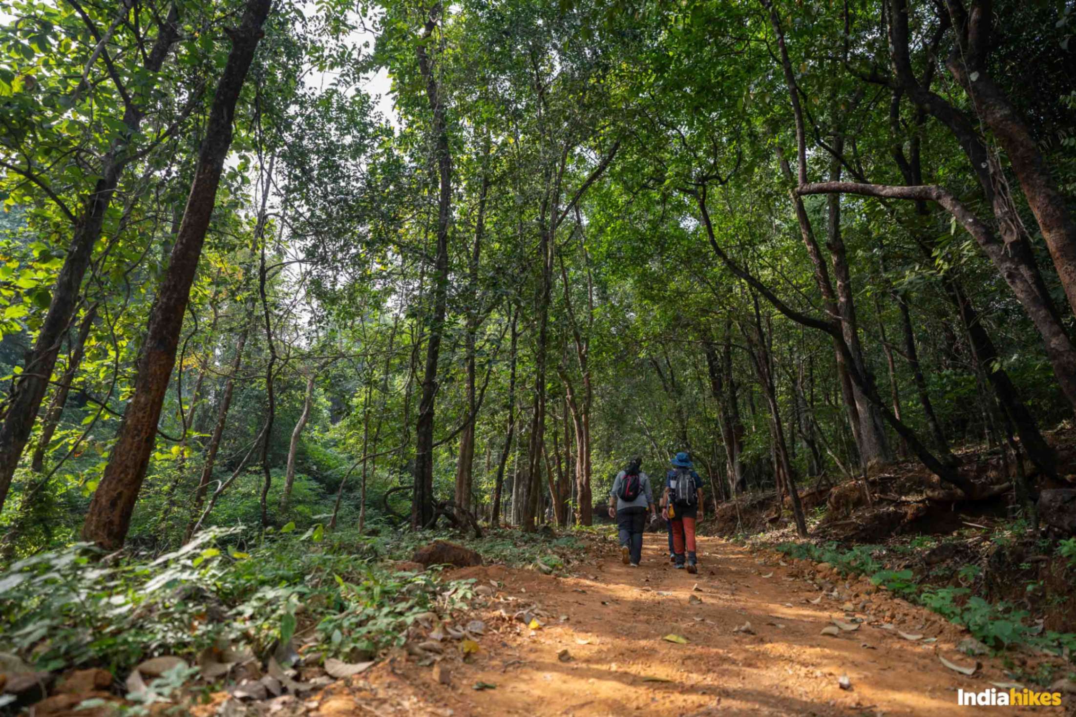 Goa Netravali Forest Trek 2025 - Treks In Goa - Indiahikes