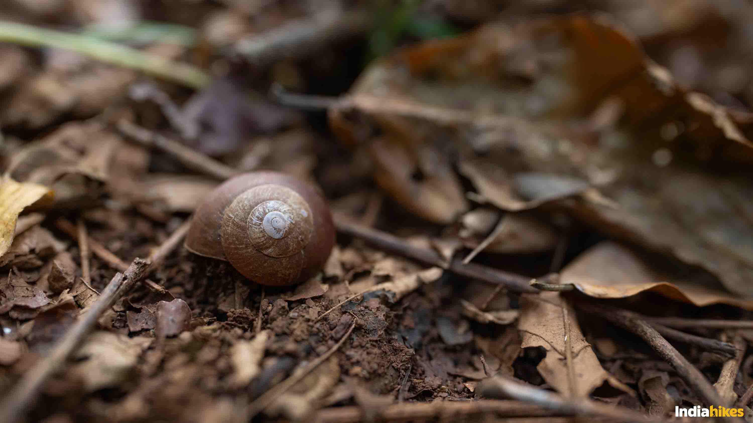 Goa Netravali Forest Trek 2025 - Treks In Goa - Indiahikes