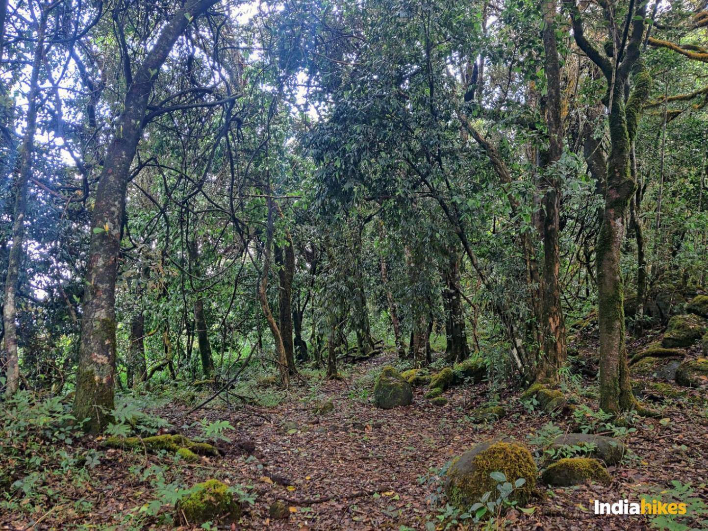 Coorg Nelji Hill Trek - A Hidden Trek Amidst Coorg's Iconic Forests and ...