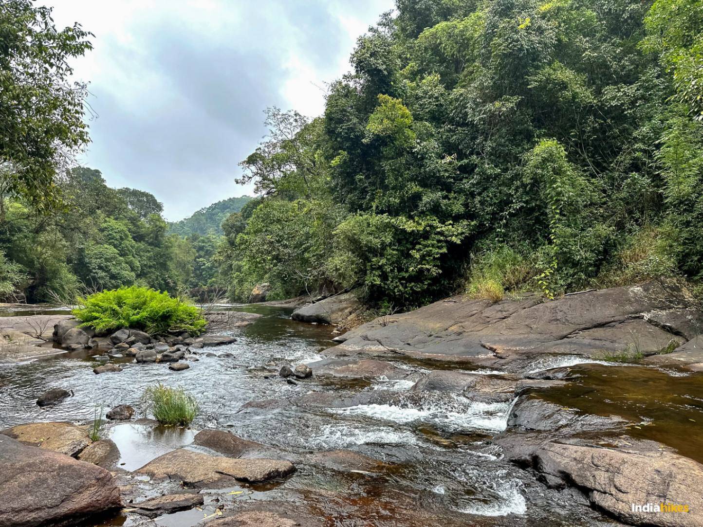 Coorg Nelji Hill Trek - A Hidden Trek Amidst Coorg's Iconic Forests and ...