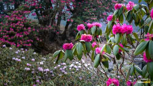 z5iqhjbqstj99x0b rhododendronspink