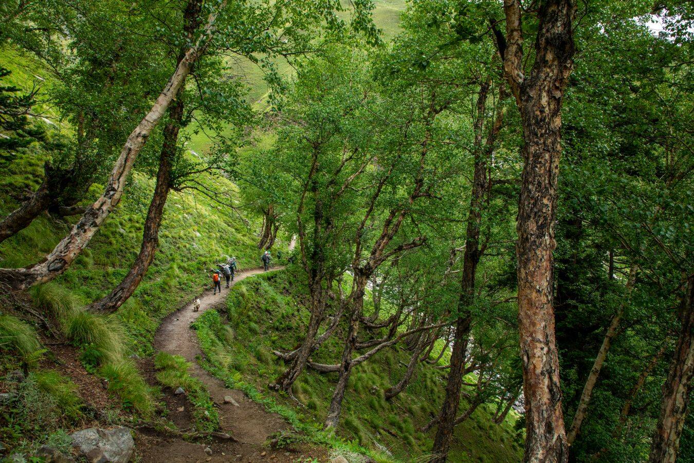 Manali Kaisdhar Trek 2025 - An ideal trek for beginners and family