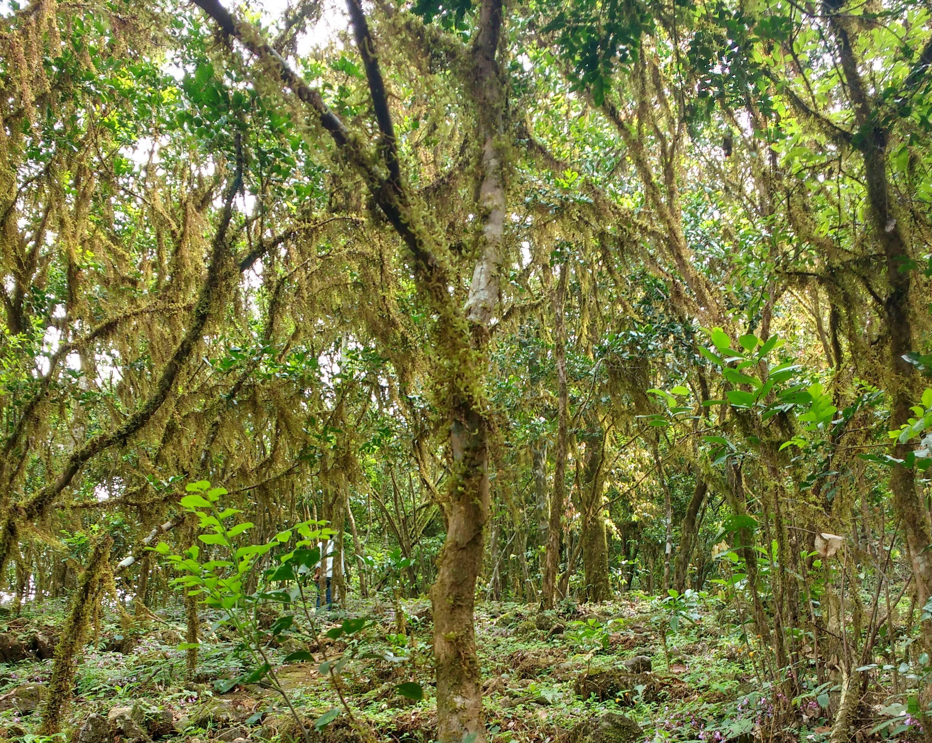 Narasimha Parvatha Trek - Trek to the highest peak in Agumbe