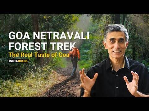 Goa Netravali Forest Trek 2025 - Treks In Goa - Indiahikes