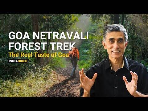 Goa Netravali Forest Trek 2024 - Treks In Goa - Indiahikes